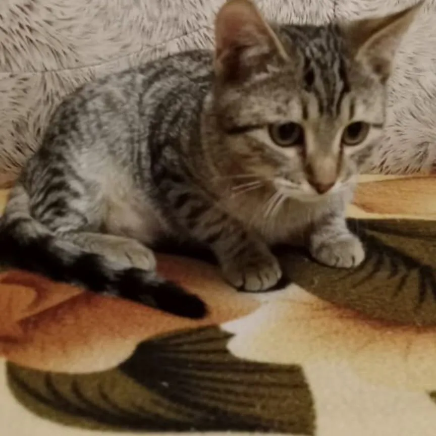 Котёнок