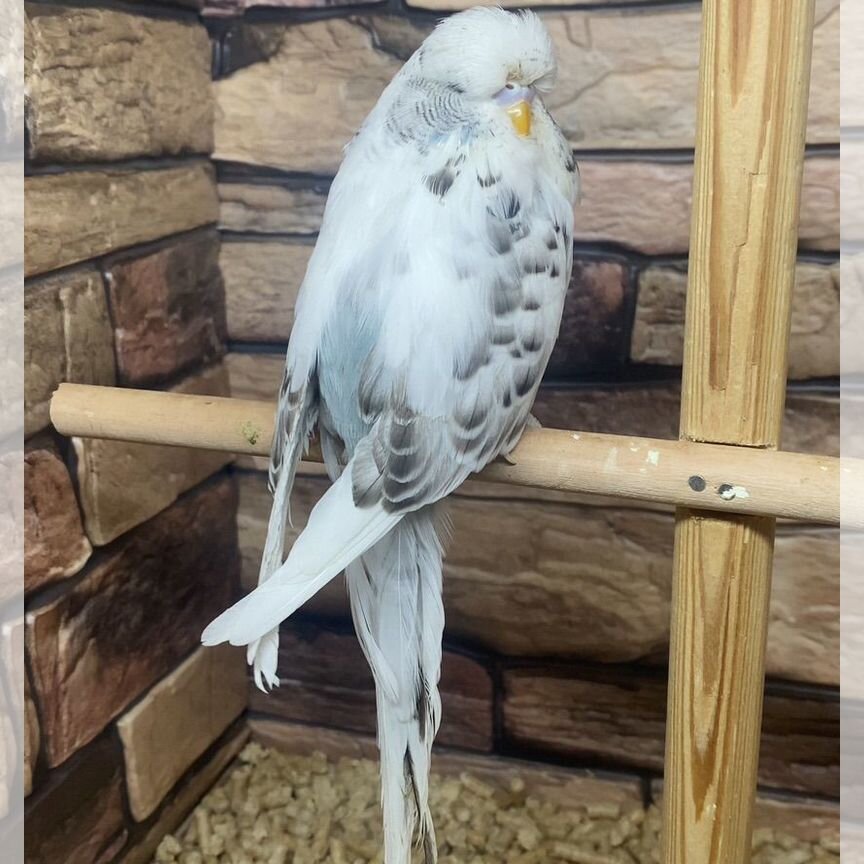 Волнистый попугай ввп. Чех самец