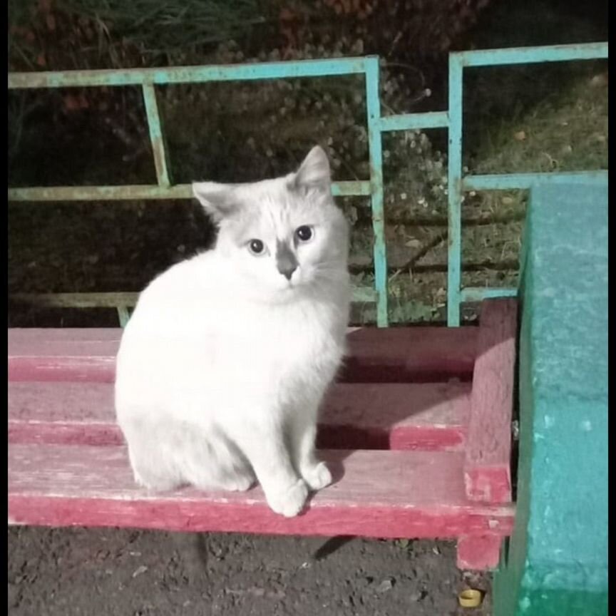 Тайская кошка в добрые руки бесплатно