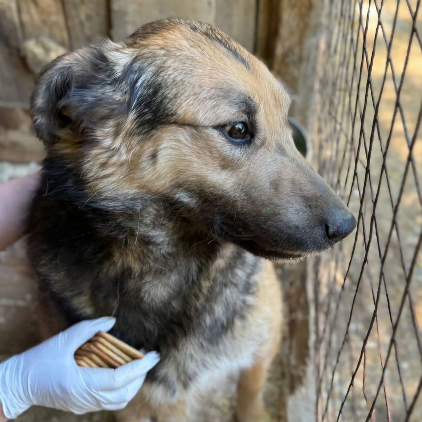 Жорик голодает в приюте