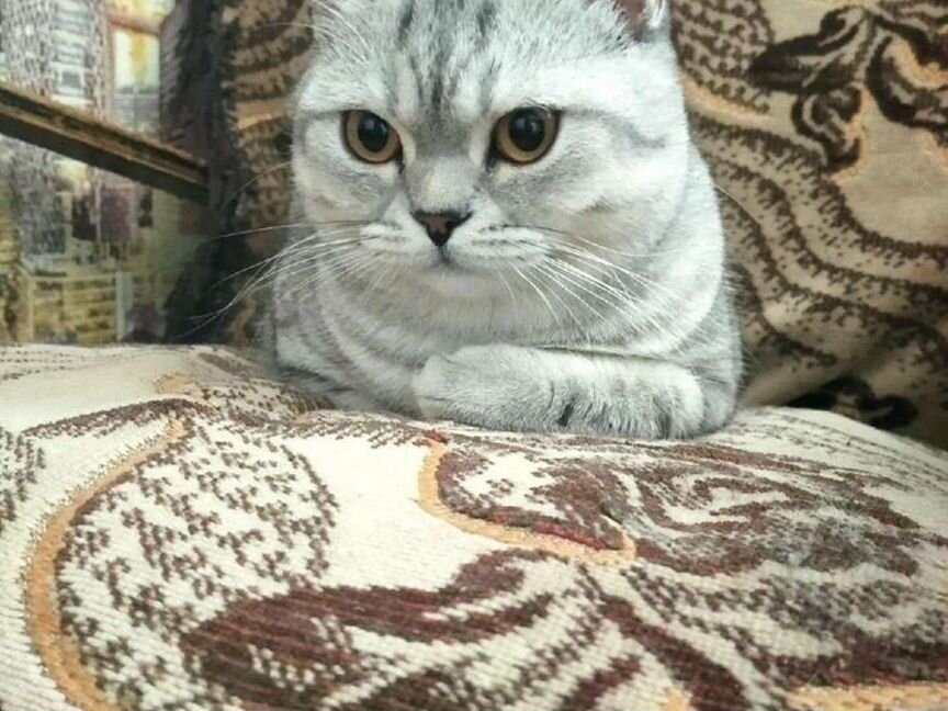 Британский котик для вязки