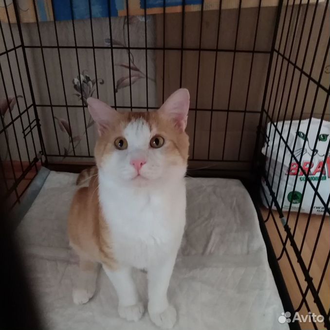 Рыжий кот Эмиль в добрые руки