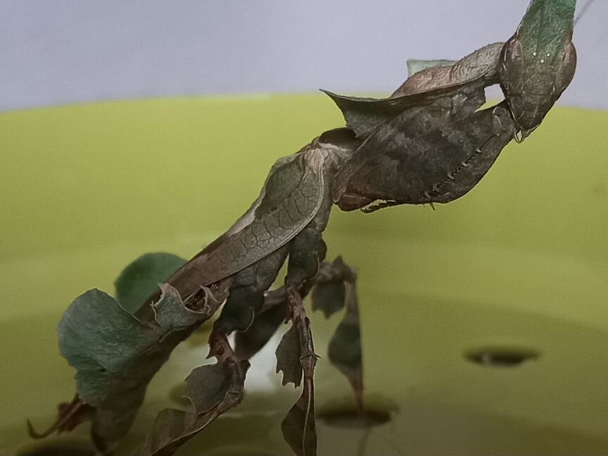 Оотека богомола