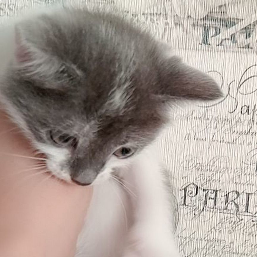 Котёнок в добрые руки