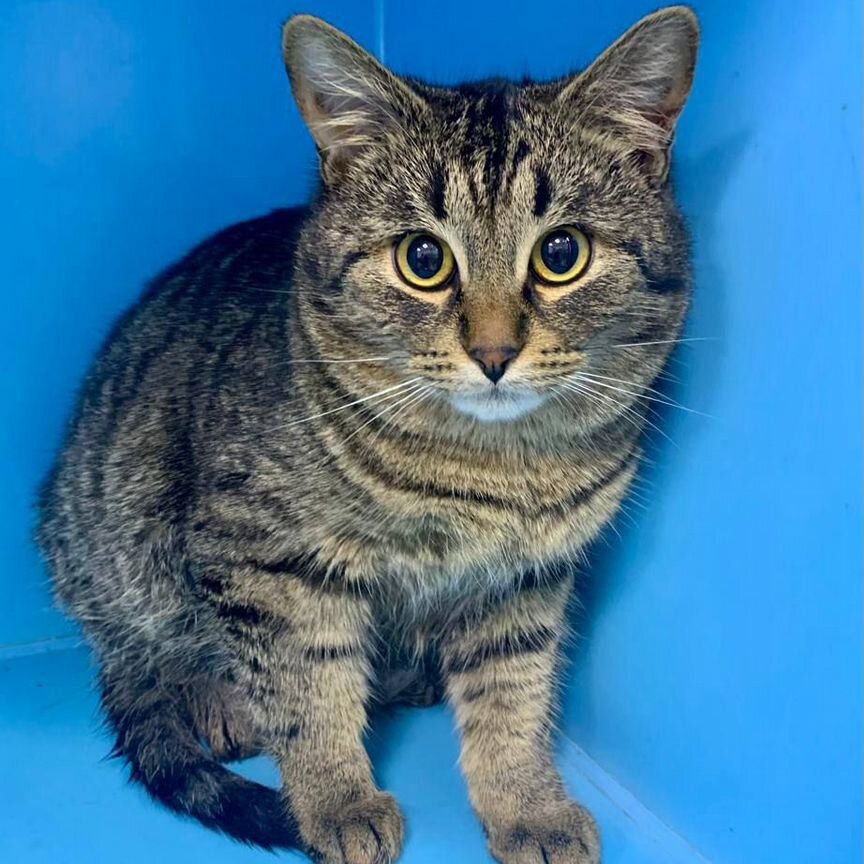 Котик Кабачок