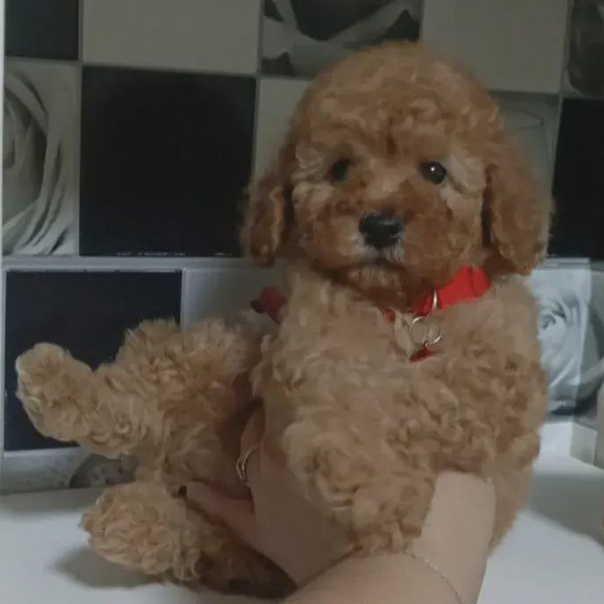 Той-пудель, щенок