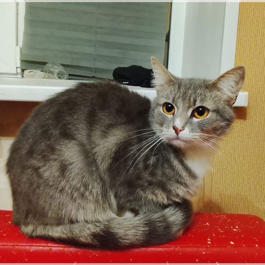 Взрослая кошка в добрые руки