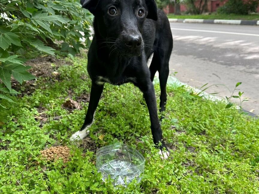 Собака в добрые руки отдам бесплатно