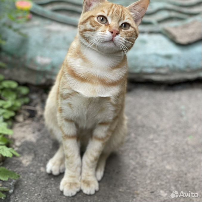 Котенок Левушка