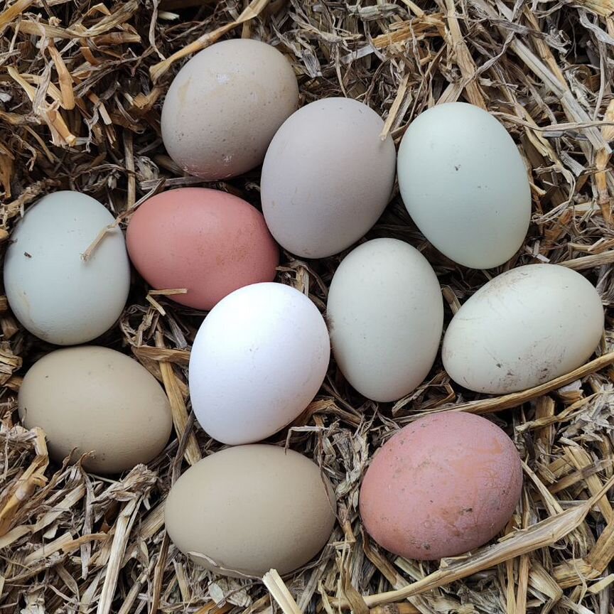 Инкубационное яйцо