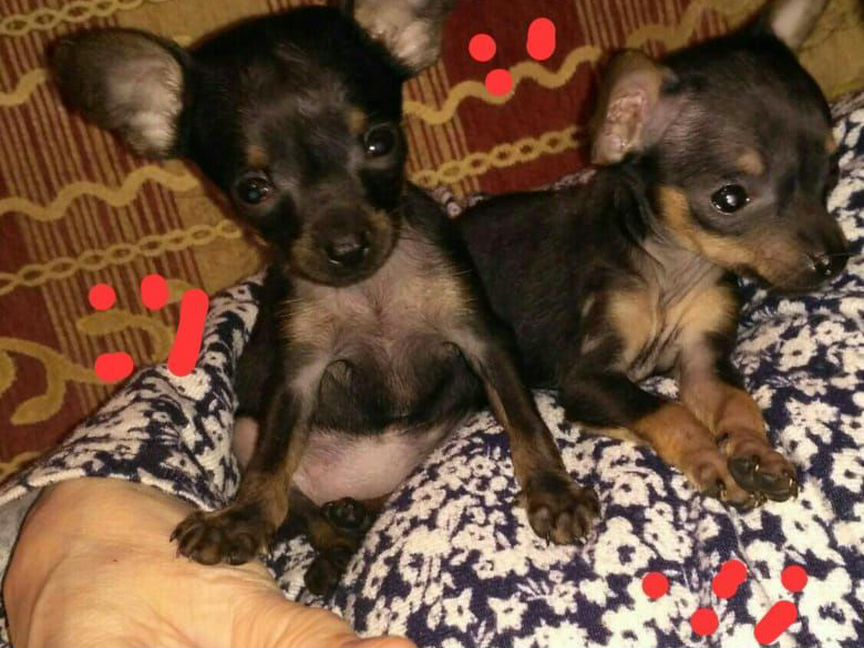 Щеночки Чихотойки