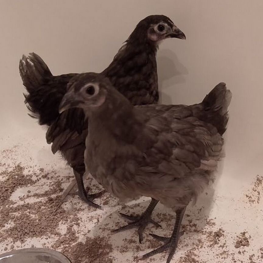 Цыплята ухейилюй, 2 шт