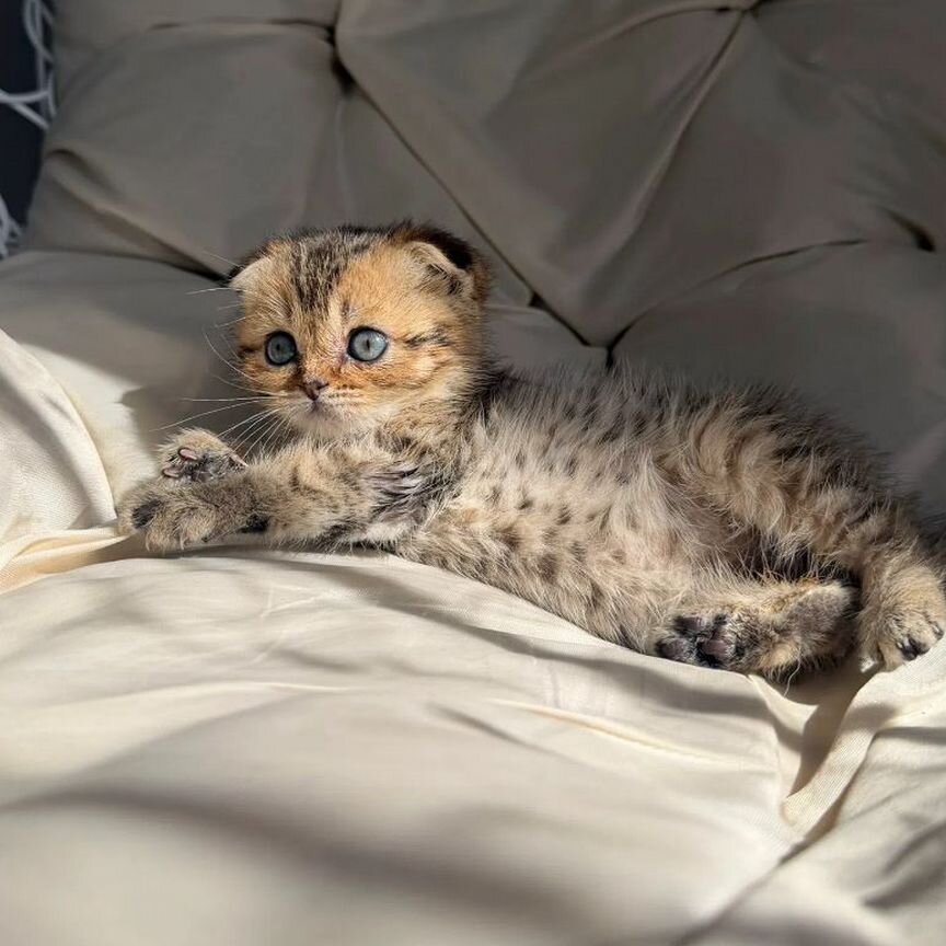 Шотландский вислоухий короткошёрстный котёнок