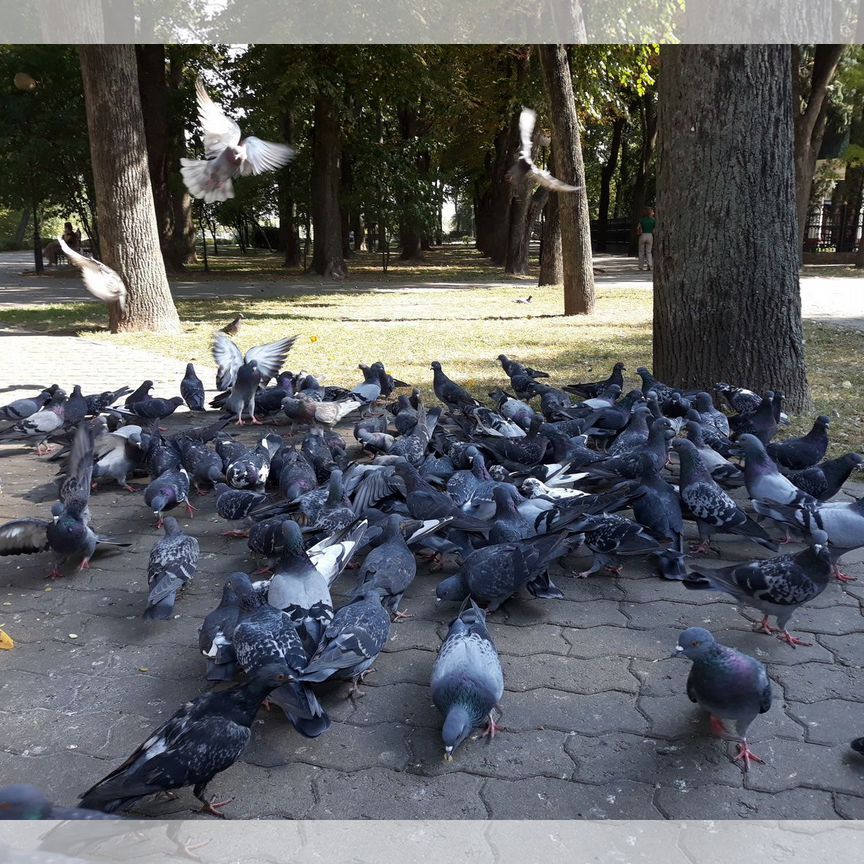 Экзотические попугаи, питерские