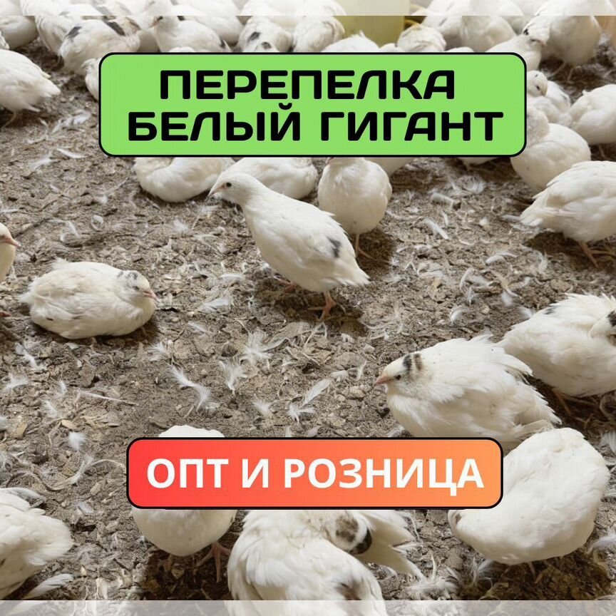 Перепелки несушки