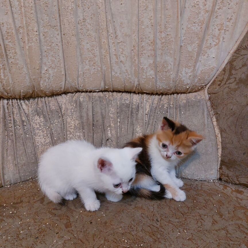 Отдам котят