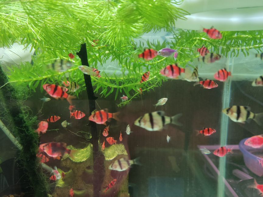 Продам барбус,анциструс