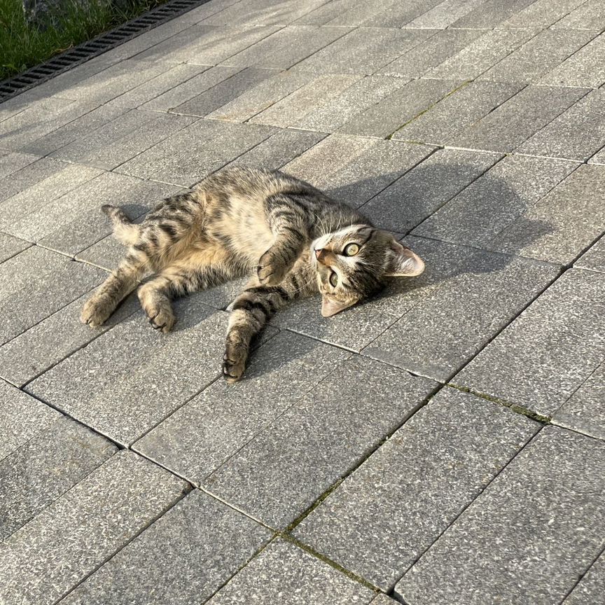 Котенок в добрые руки