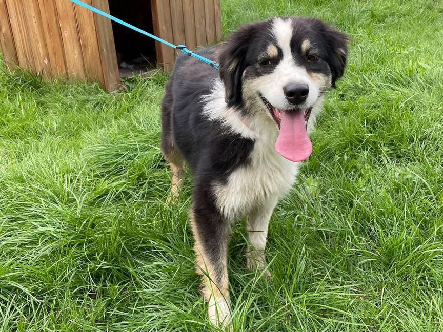 Подрощенная аусси(ркф) ищет заботливую семью