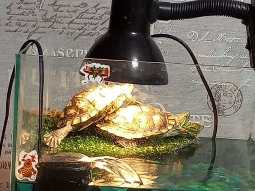 Акватеррариум-черепашатник