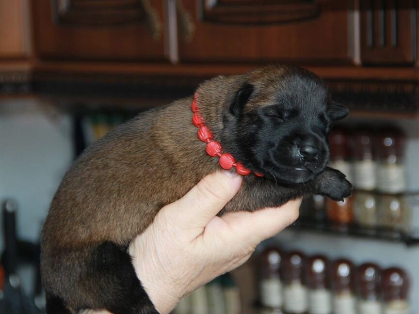 Щенки Бельгийской овчарки (Малинуа) есть доставка