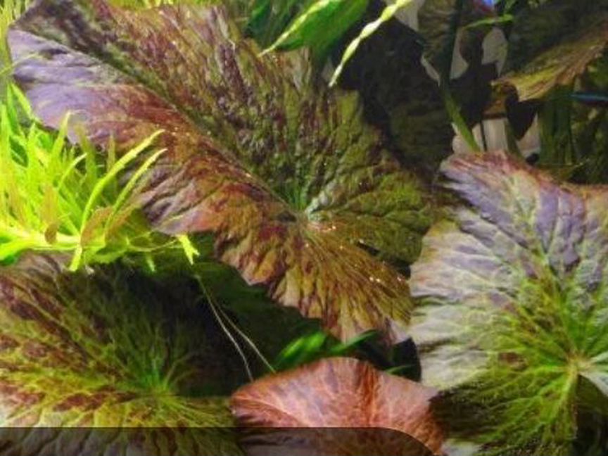 Растения аквариумные