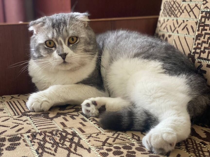 Кот ищет дом