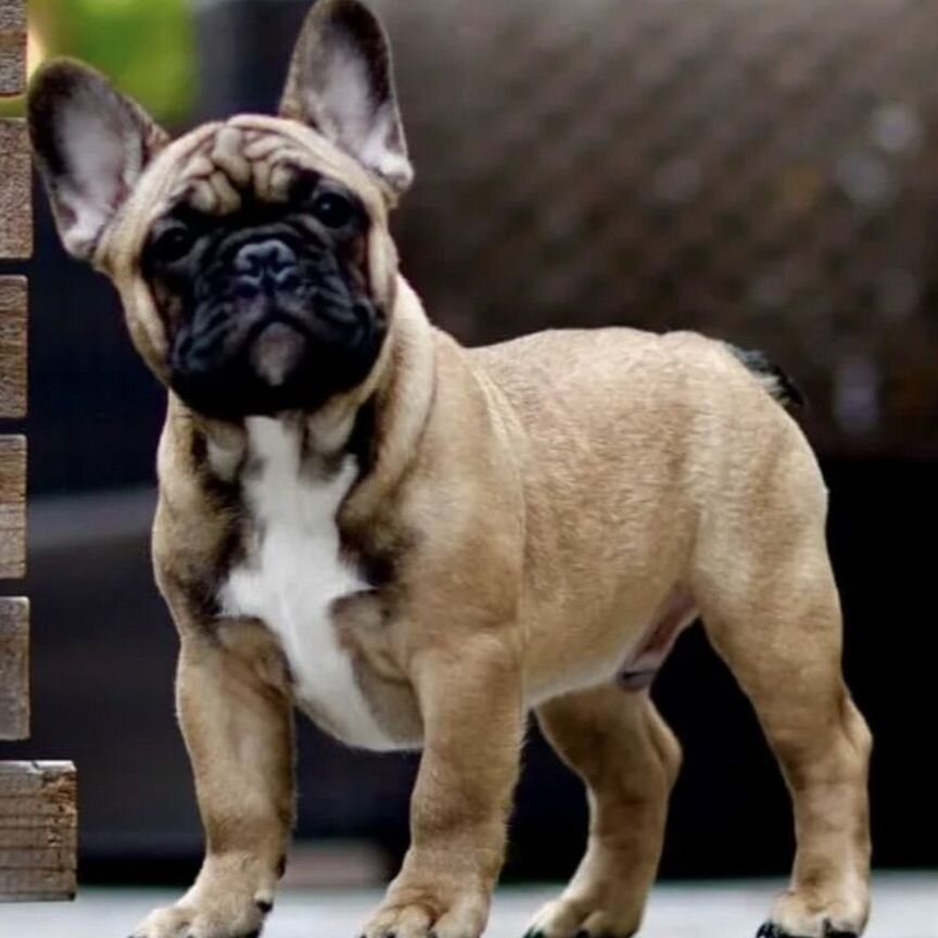 Французский бульдог, щенок