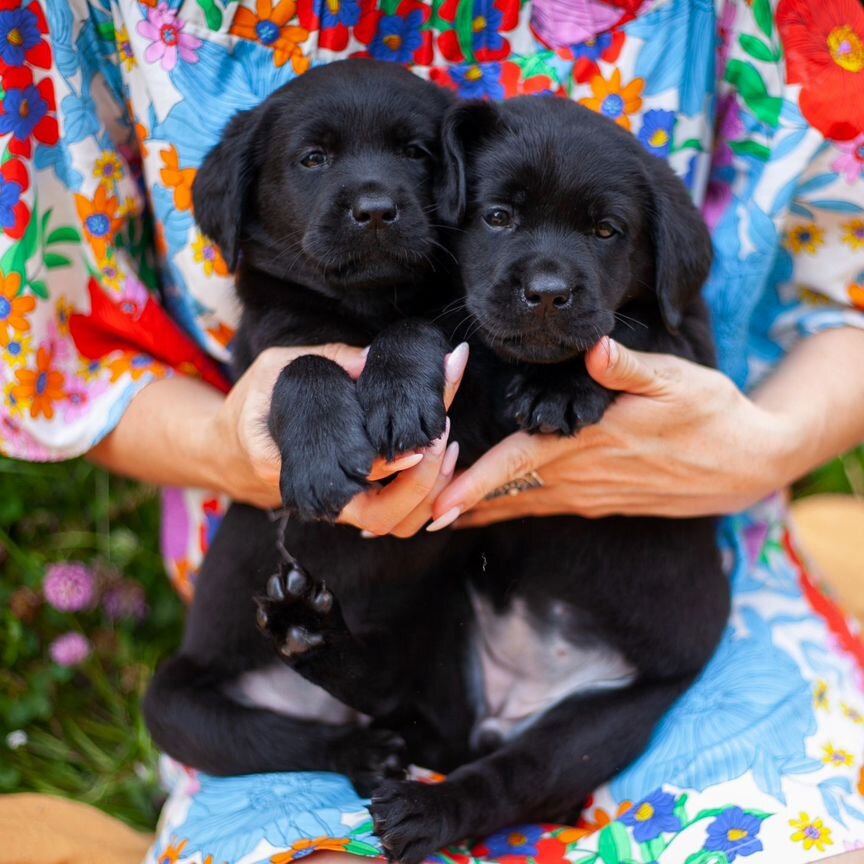 Щенки лабрадора