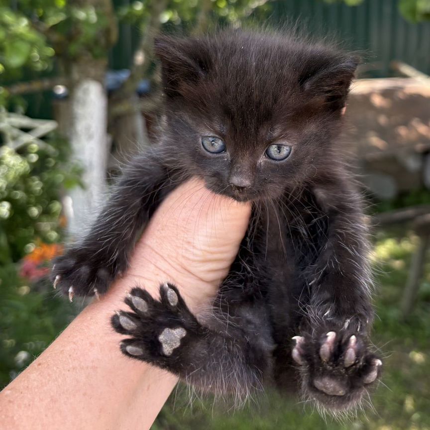 Отдам котят в добрые руки