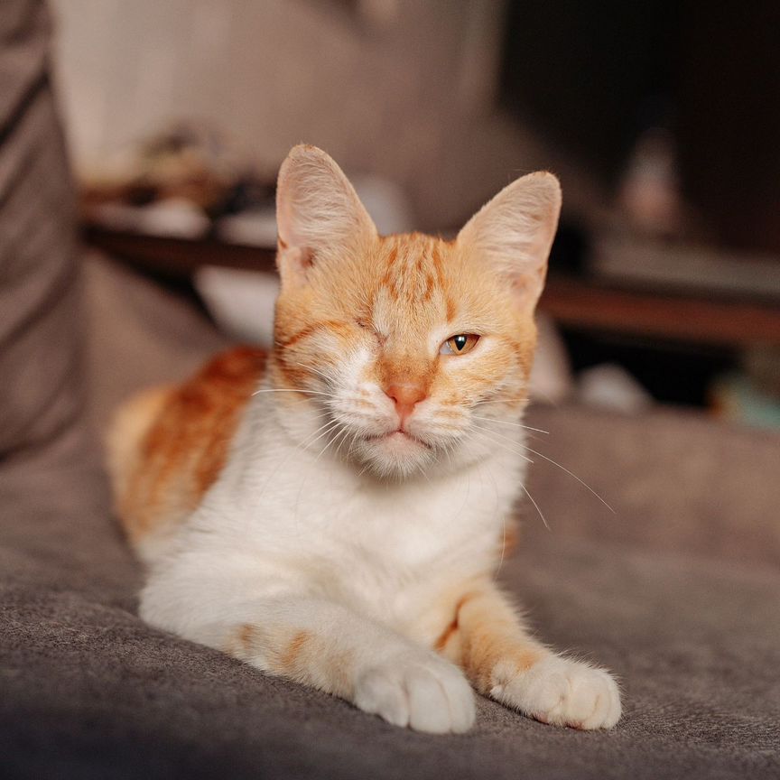 Одноглазка