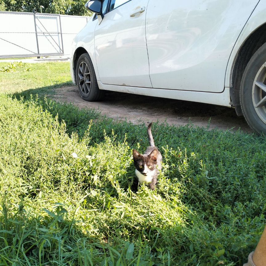 Котята в добрые руки бесплатно
