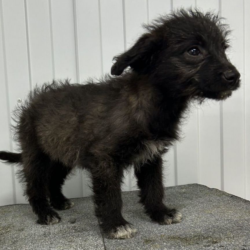 Щенок в добрые руки