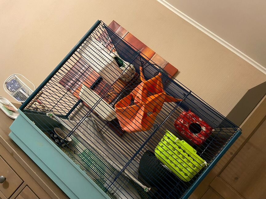Клетка