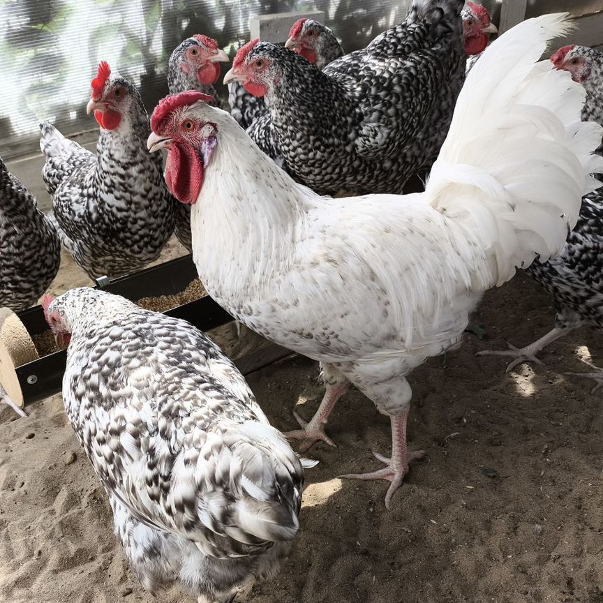 Инкубационное яйцо Пушкинская порода