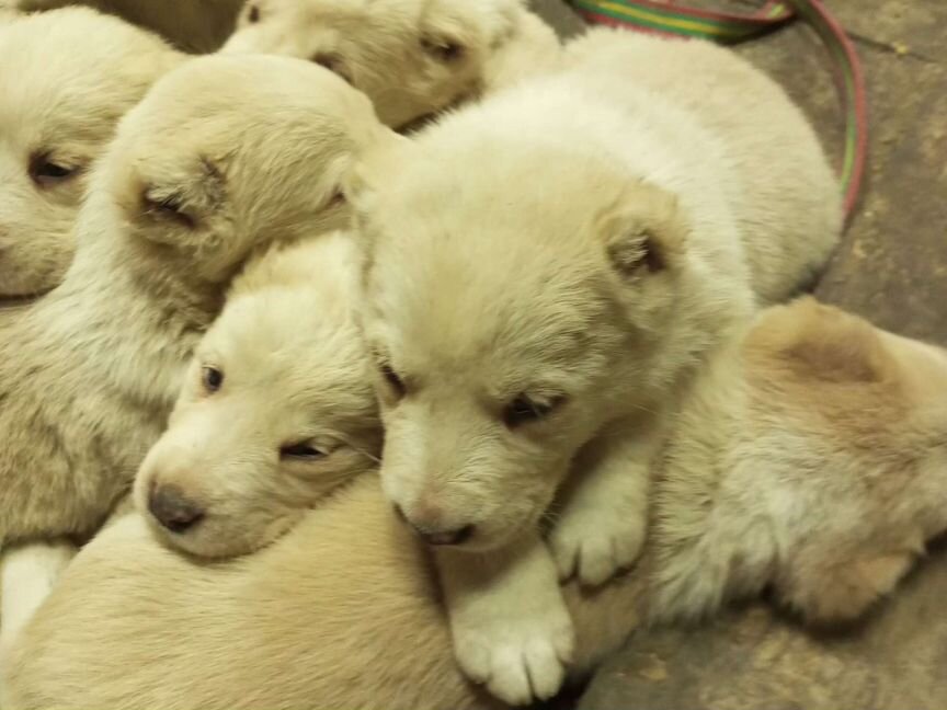 Среднеазиатская овчарка алабай щенки