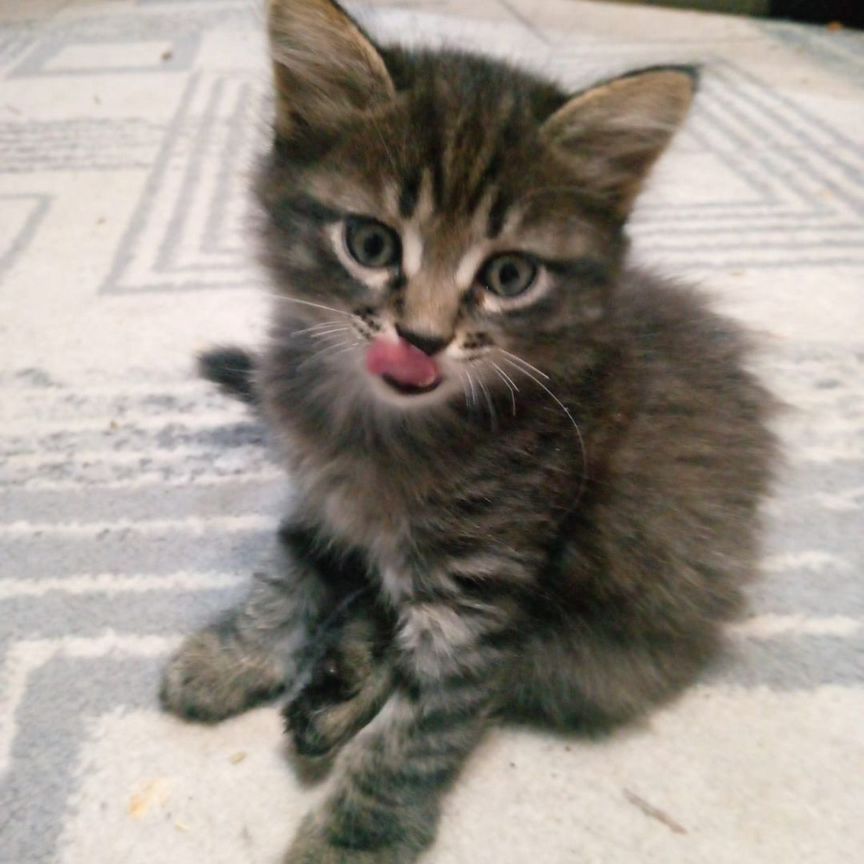 Котики бесплатно в добрые руки чёрный мальчик