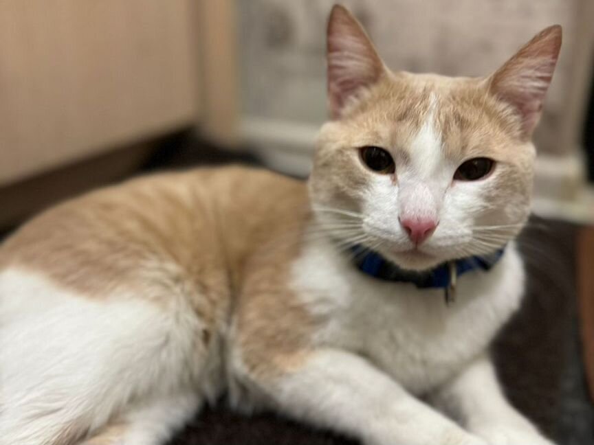 Котэ в добрые руки)