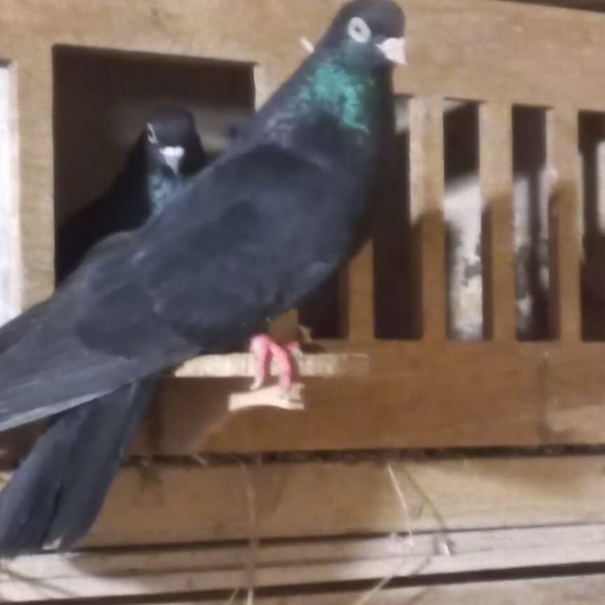 Ижевские голуби