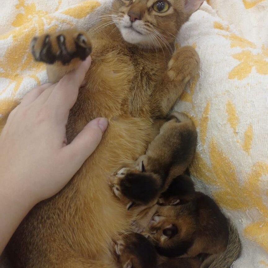 Аббисинские котята
