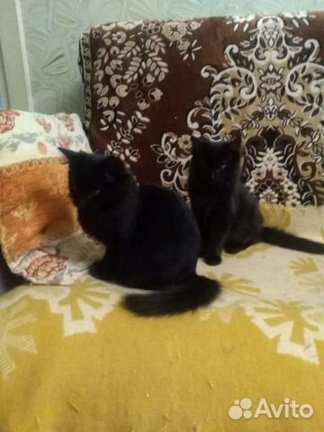 Кошечки хотят кушать