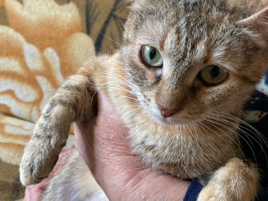 Кошка ищет дом