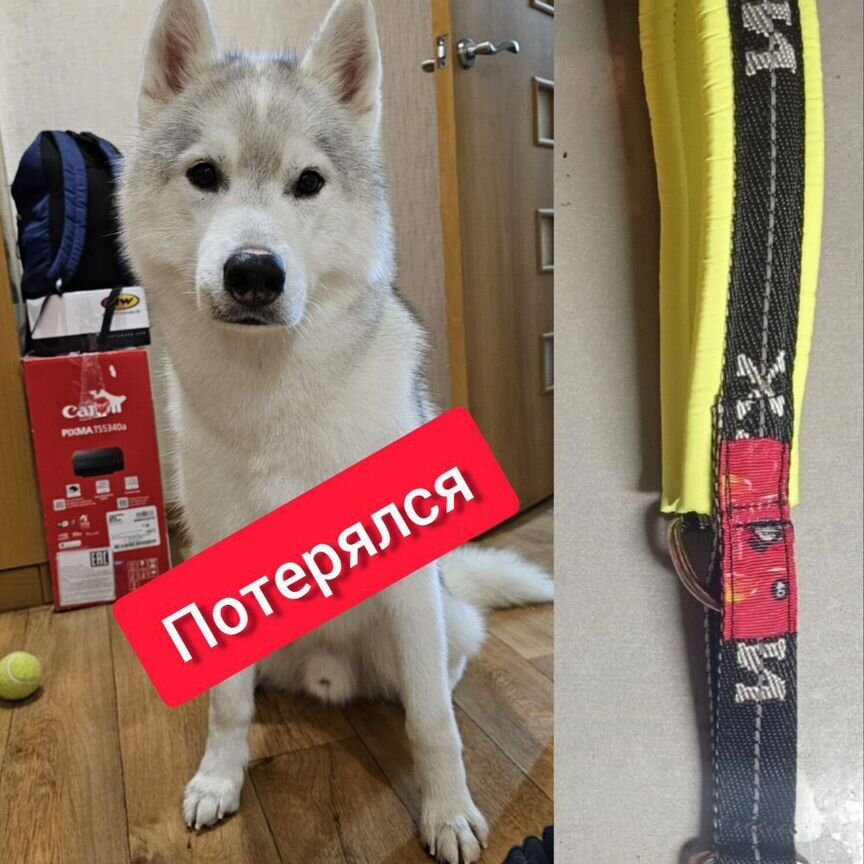 Потерялся хаски