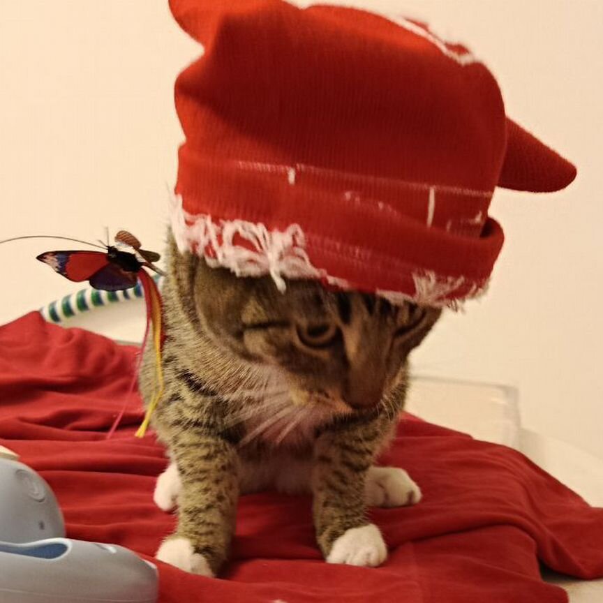 Котёнок в добрые руки