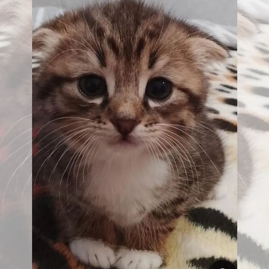 Шотландский вислоухий короткошёрстный котёнок
