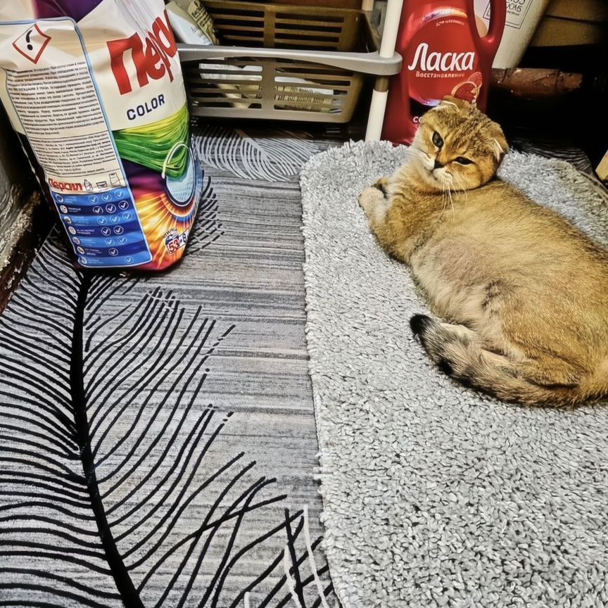 Шотландская вислоухая короткошёрстная, взрослая кошка