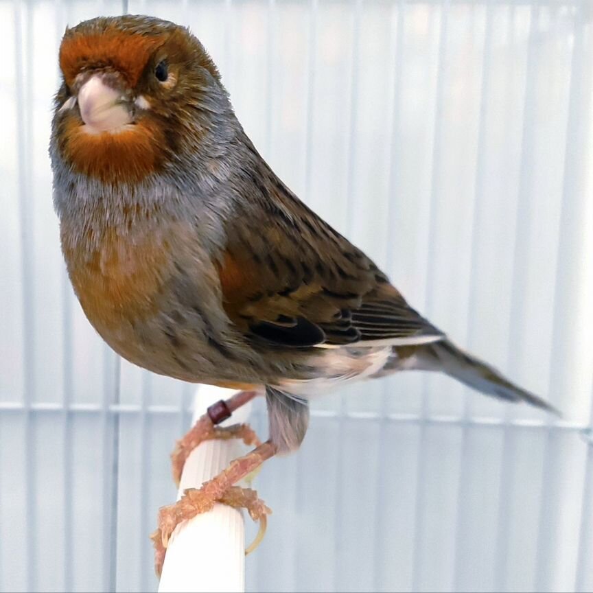 Кенар черно красный мозаик шиммель