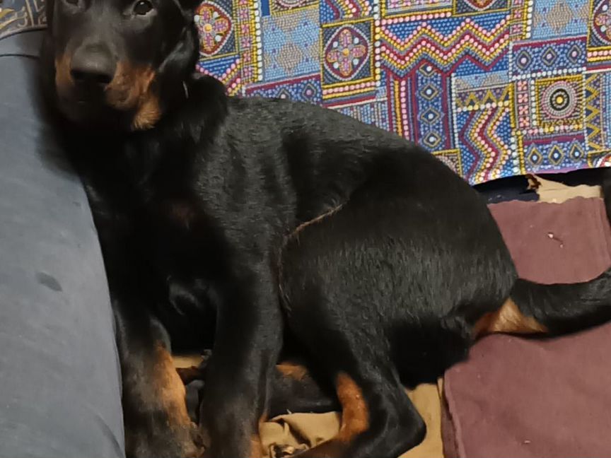 Французская овчарка босерон