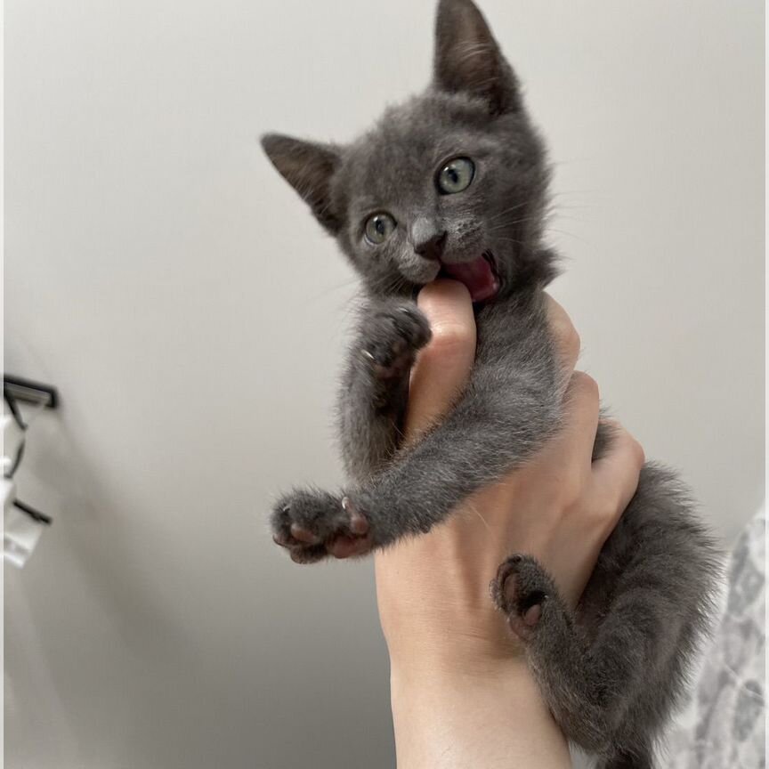 Котята
