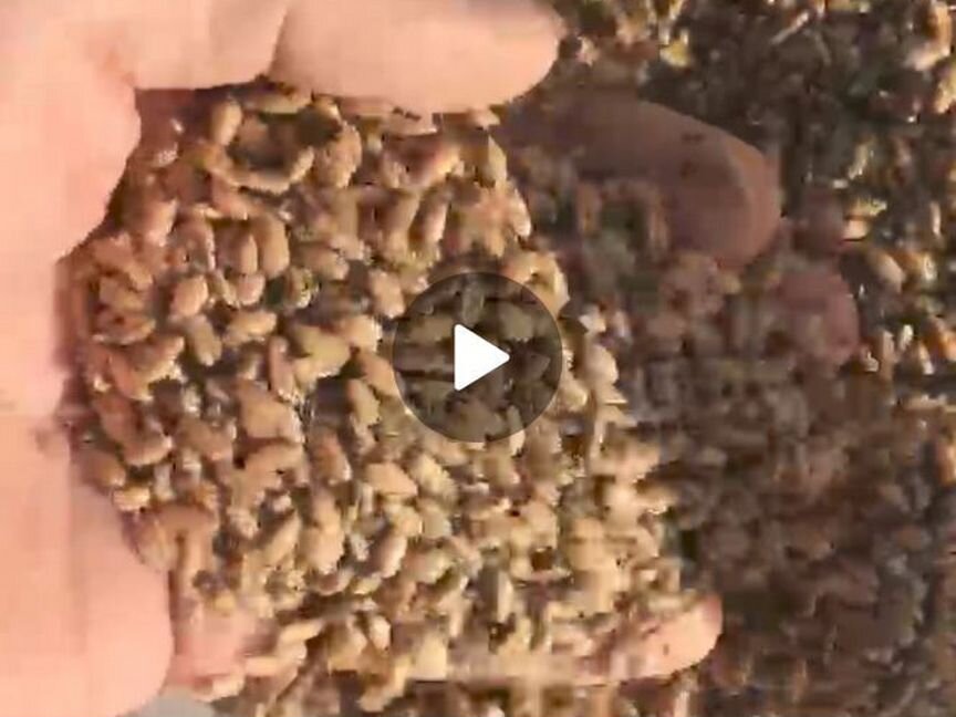 Зерно пшеница фуражная чисто на корм скоту